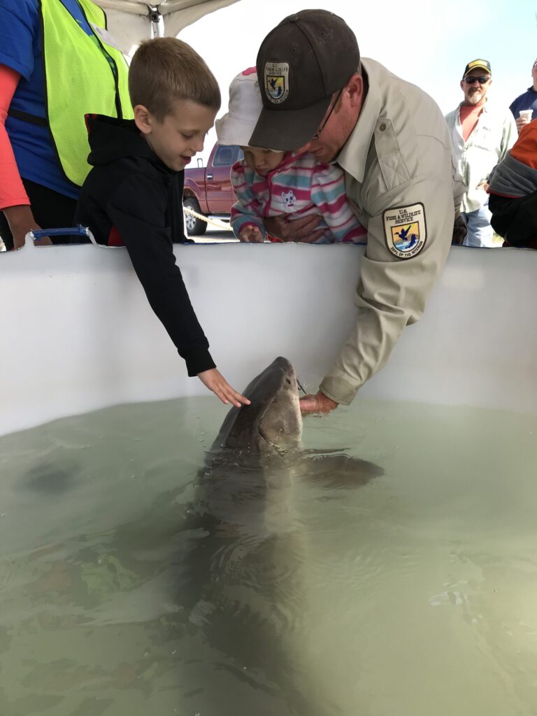 Sturgeon Restoration: Drawing in the public with a festival - Great ...