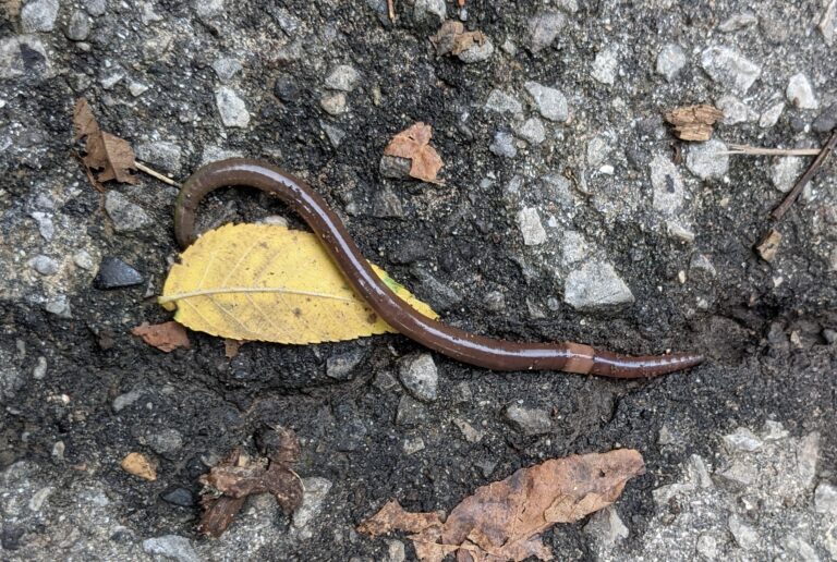 Science Says What? Global worming and the Great Lakes (yes, you read ...