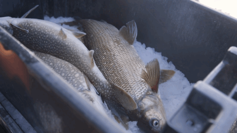 The Fight to Save Lake Whitefish - Great Lakes Now