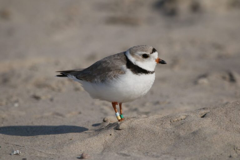 Will Canada protect the piping plover before it returns to Wasaga Beach ...